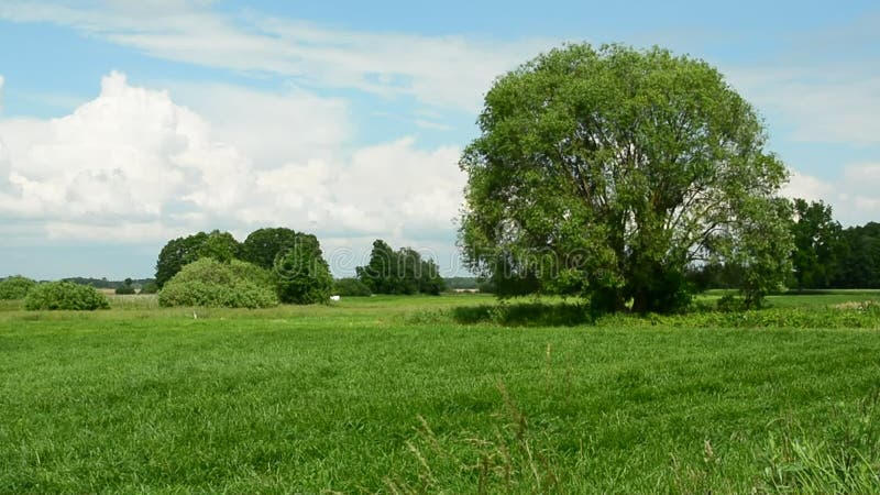 A Large Tree Swaying in the Wind Stock Footage - Video of natural ...