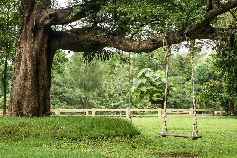 The Large Tree.a Large Tree with a Swing Hanging from it Stock Image ...
