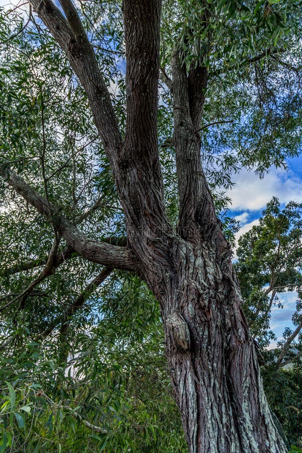 A Large Knot In The Trunk Of A Tree Stock Image - Image of textured ...