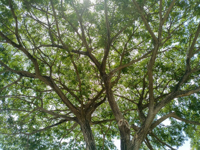 A Large Tree with Thick Branches and Leaves. a Shady Tree Stock Image ...