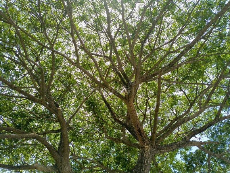 A Large Tree with Thick Branches and Leaves. a Shady Tree Stock Photo ...