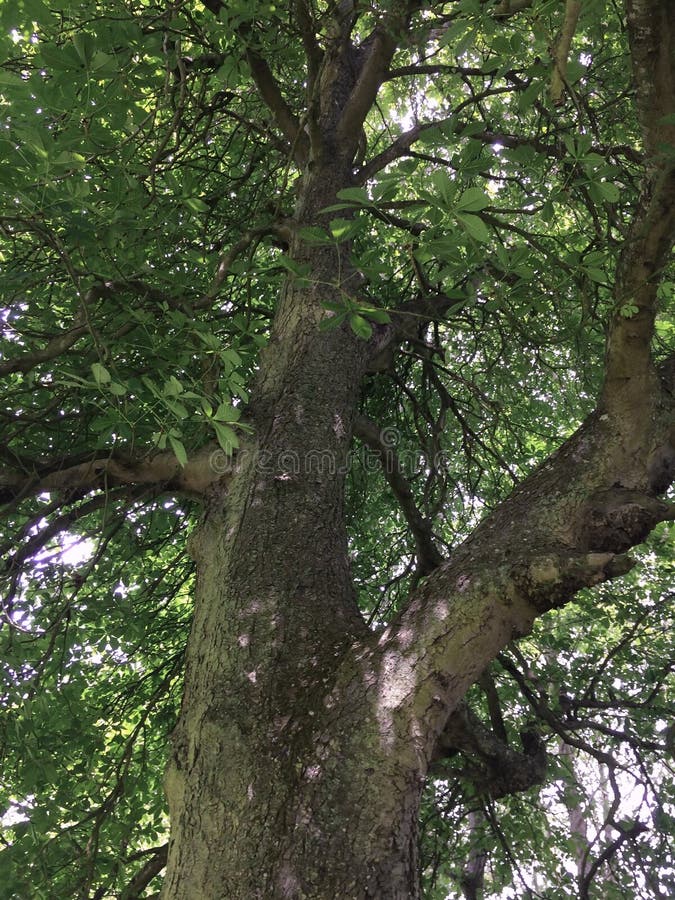 A Large Tree with a Thick Trunk in the Forest. View from Below. Natural ...