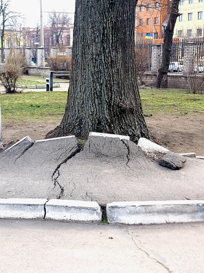 Roots of a Large Tree Break an Asphalt Road in the City Stock Image ...