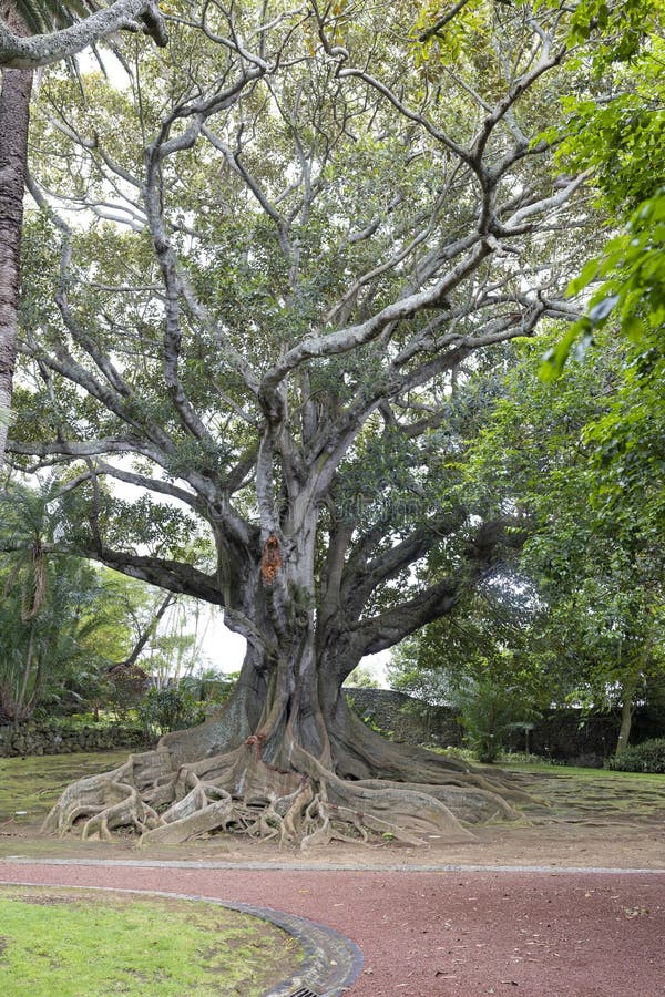 A Large Tree with a Thick Trunk and Many Roots Stock Photo - Image of ...