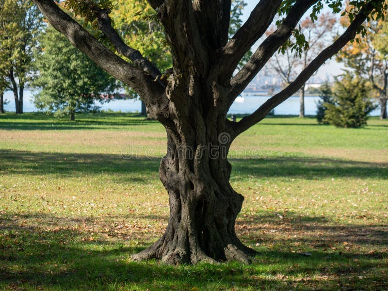 A Large Tree with a Thick Trunk in the Park Stock Photo - Image of ...