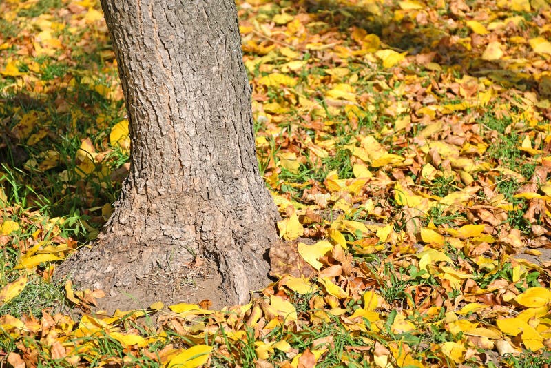 Large Tree Trunk in Autumn Time Stock Photo - Image of green ...