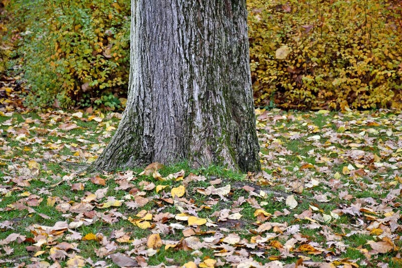 Large Tree Trunk in Autumn Time Stock Photo - Image of focus, branch ...