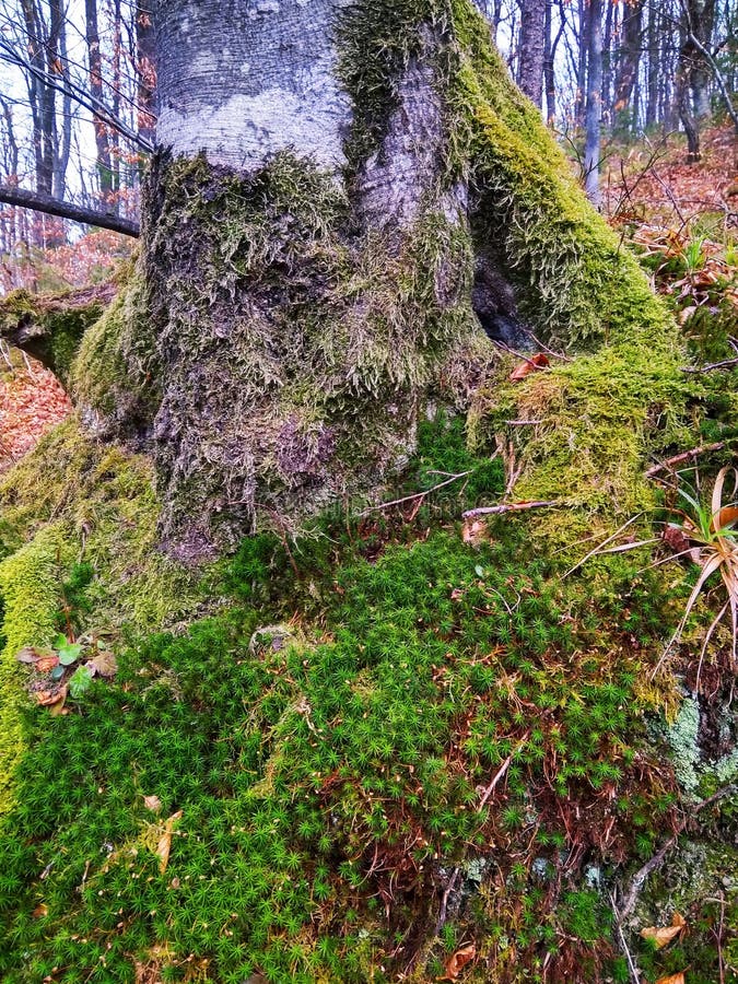 Large Tree Trunk with Beautiful Green Moss Closeup Stock Photo - Image ...