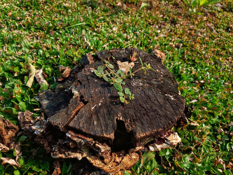 A Large Tree Trunk after Being Cut Down Stock Photo - Image of large ...