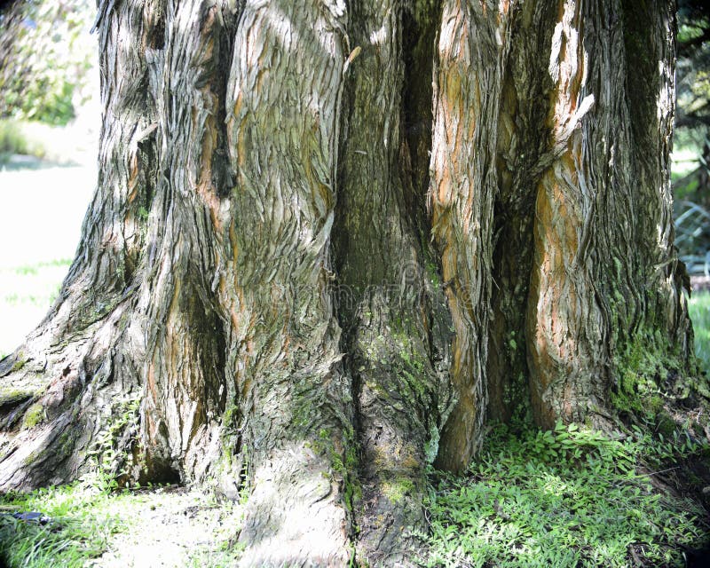 Large Tree Trunk Creates Patterns among the Shadows Stock Photo - Image ...