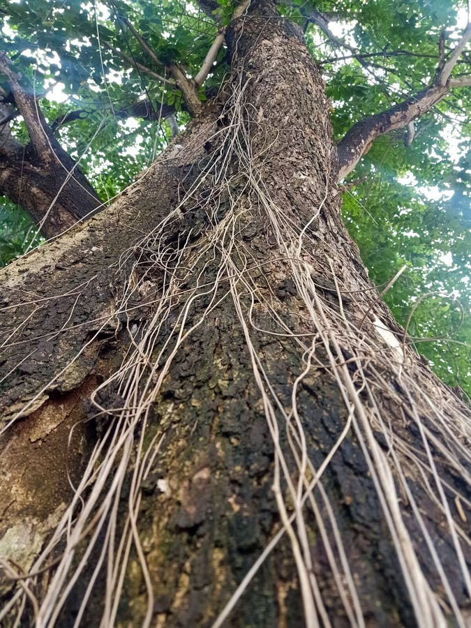 A Large Tree Trunk with Dense Leaves, One of the Characteristics of a ...
