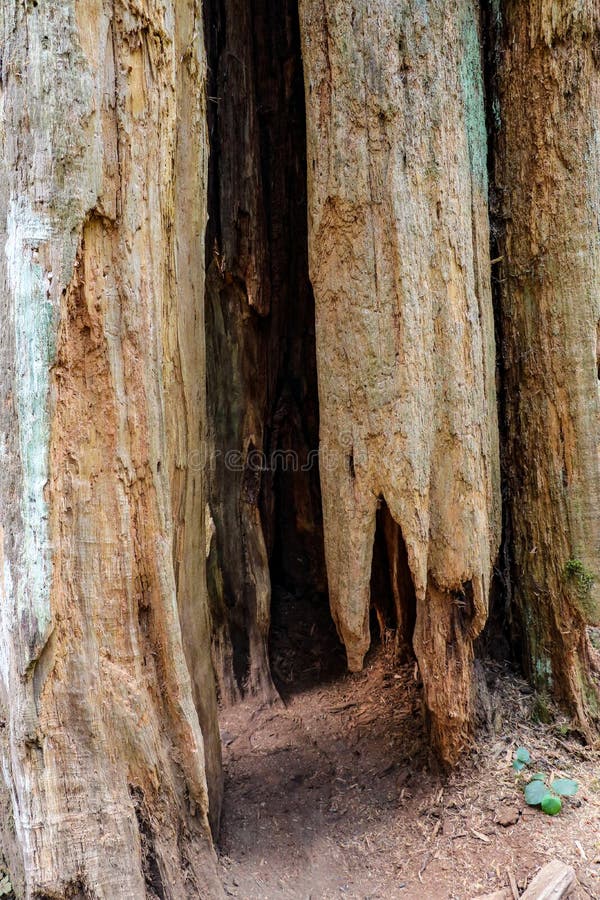 Large Tree Trunk with Emptiness Inside. Background Stock Photo - Image ...