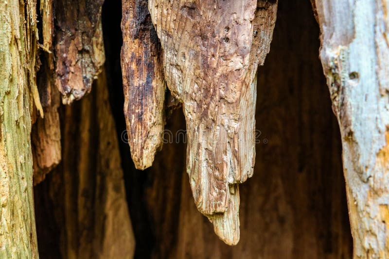 Large Tree Trunk with Emptiness Inside. Background Stock Photo - Image ...