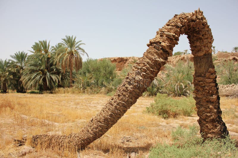 Large Tree Trunk Folded Over into the Ground in an Arid Area Editorial ...
