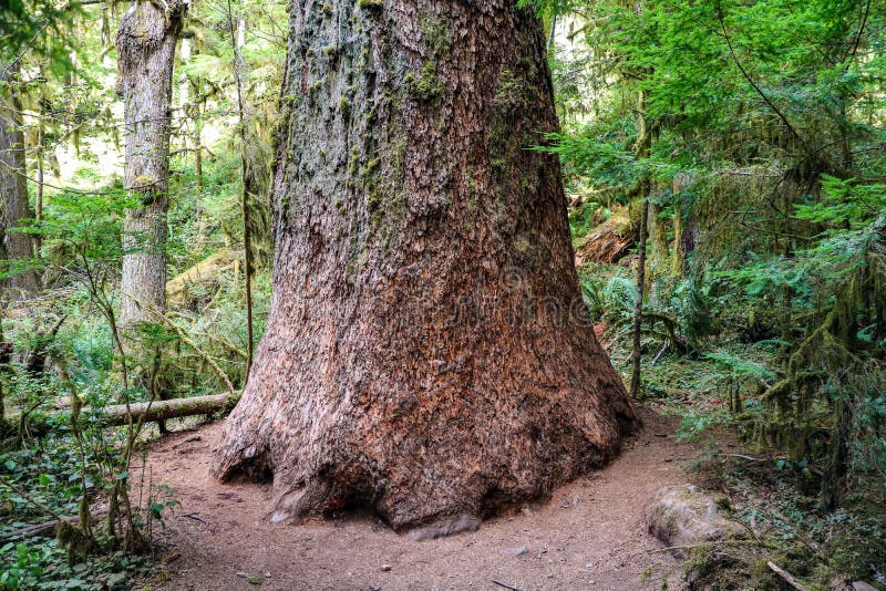 Large Tree Trunk in the Forest in Olympic National Park, Washington ...