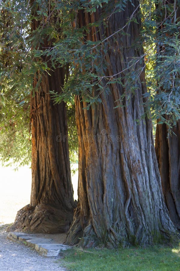 Large tree trunk stock image. Image of trunk, park, nature - 64769187
