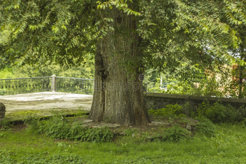 Alarge Tree Trunk on the Green Grass Stock Photo - Image of light ...