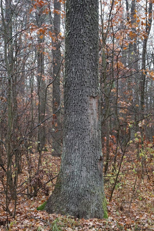 Large Tree Trunk Growing in Autumn Forest. Autumn Season Stock Image ...