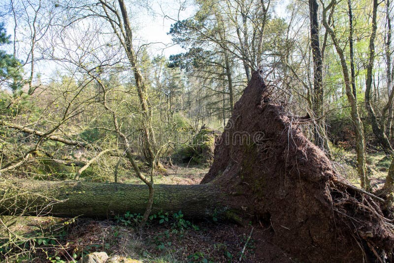 A Large Tree Trunk Has Fallen in a Forest Stock Image - Image of trunk ...