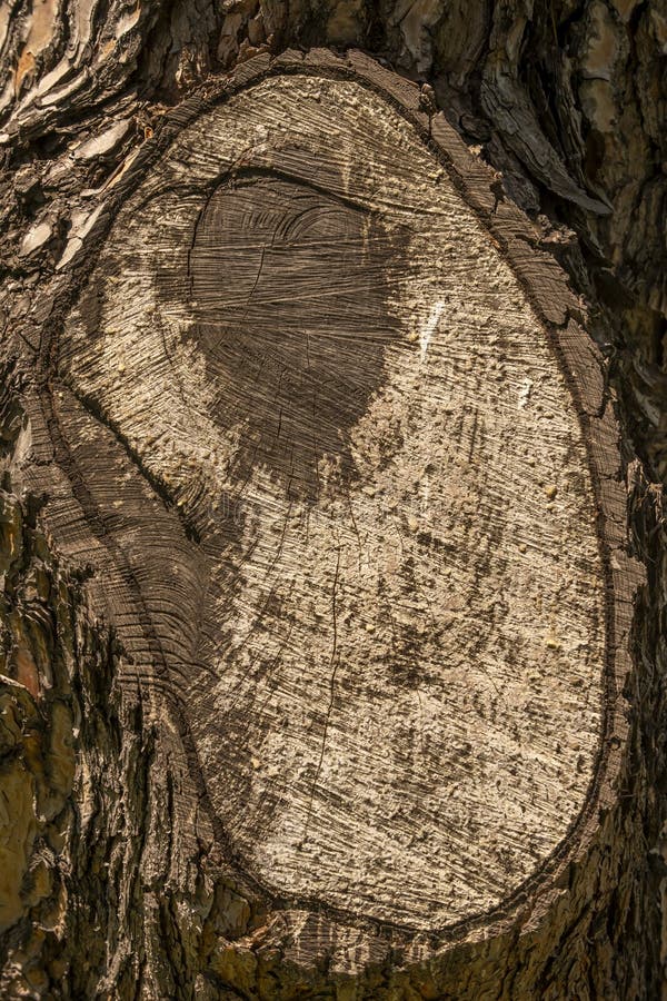 A Large Tree Trunk with a Large Stock Photo - Image of pattern ...