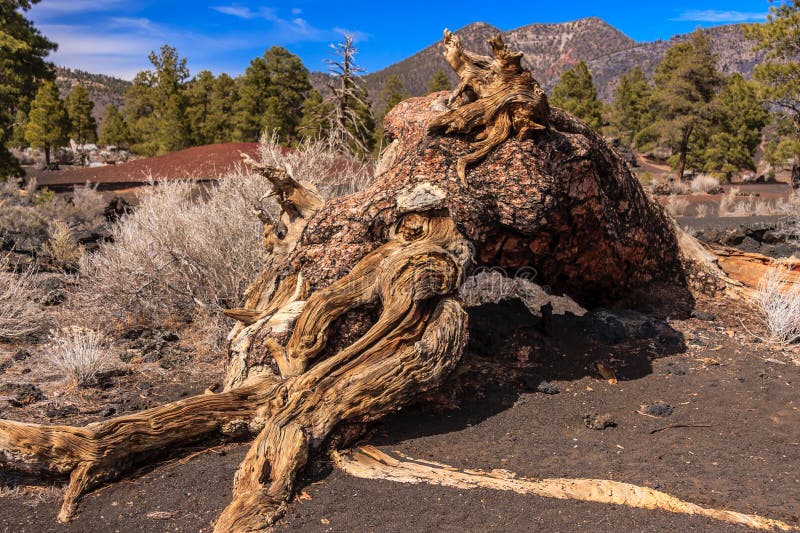 A Large Tree Trunk is Laying on the Ground in a Desert Stock Image ...