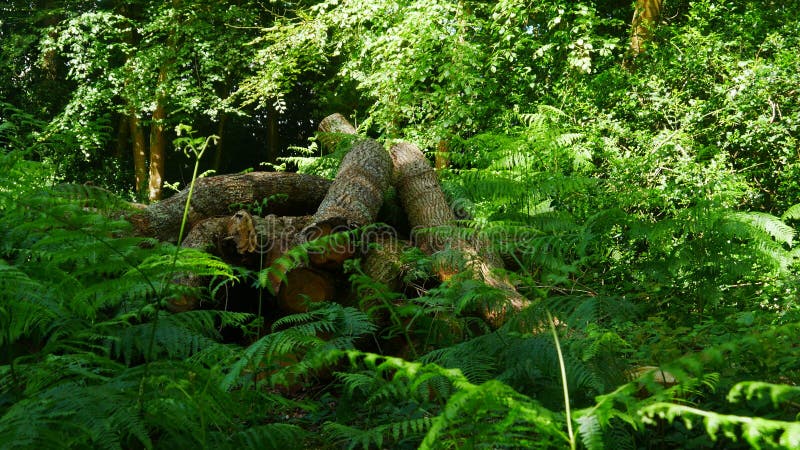 Felled Tree Trunk in Forest after Storm, Chainsaw Cut and Natural ...