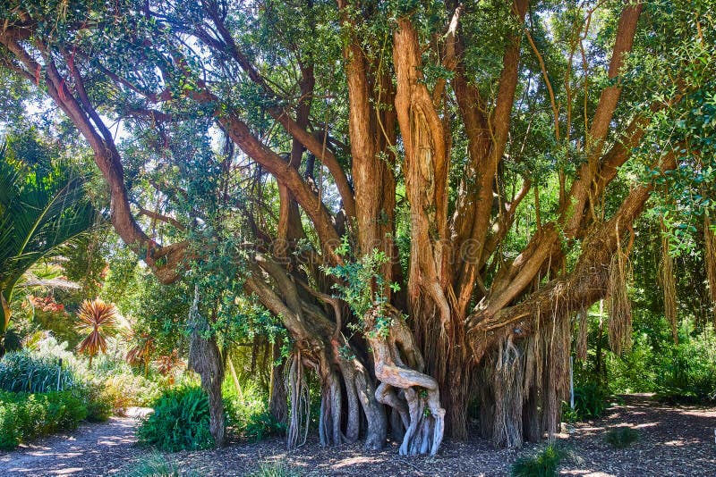 Large Tree with Trunk Like Exposed Roots and Multiple Tranches Rising ...