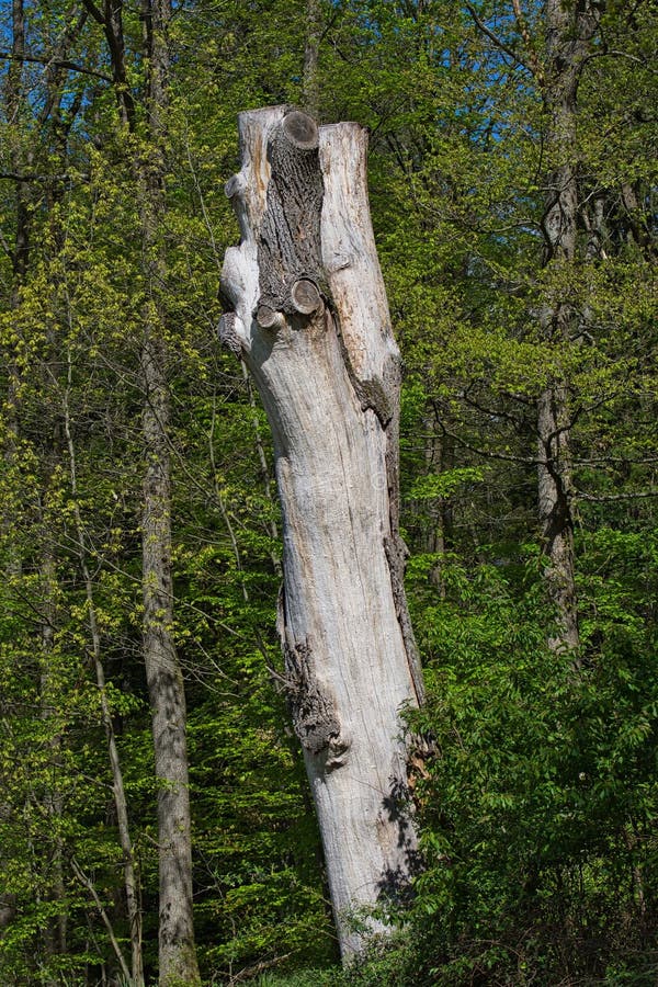 Large Tree Trunk in a Lush Green Forest Stock Photo - Image of lush ...