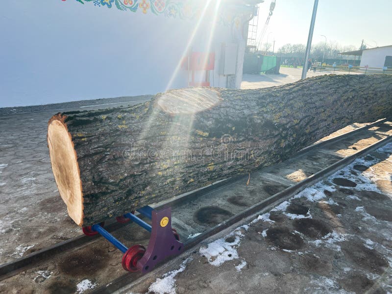 Large Tree Trunk on Mechanical Rollers Illuminated by Sunlight Outside ...