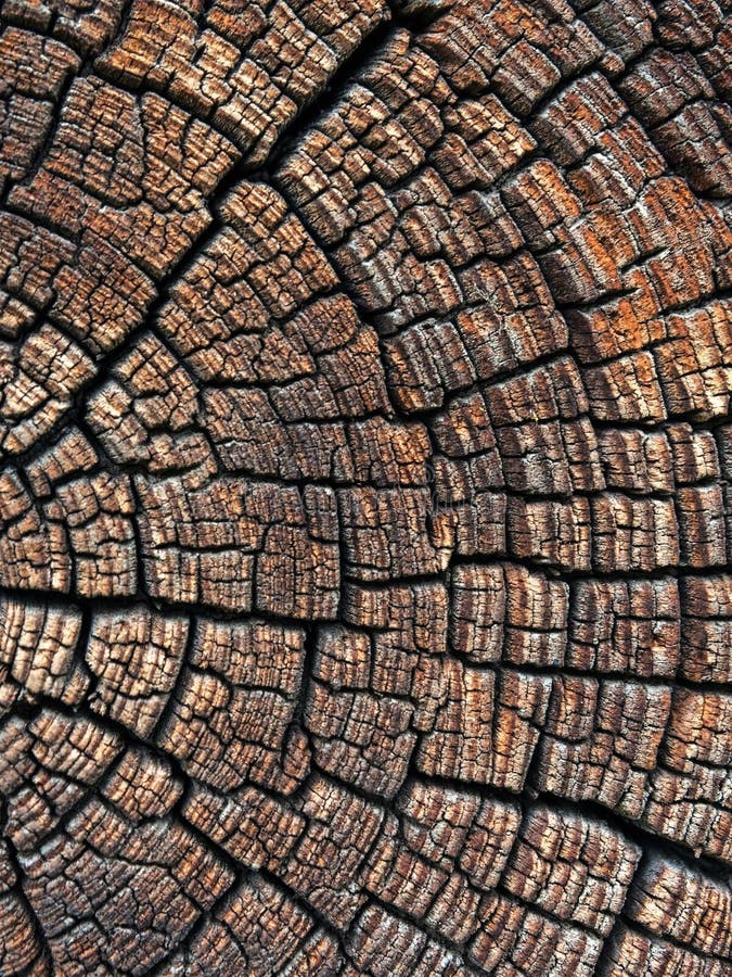 A large tree trunk. stock image. Image of material, growth - 100320465