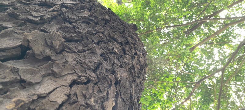 A Large Tree Trunk that Rises High into the Sky Stock Image - Image of ...