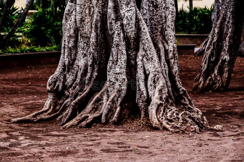 A Large Tree Trunk with Roots Sticking Out of the Ground Stock Photo ...