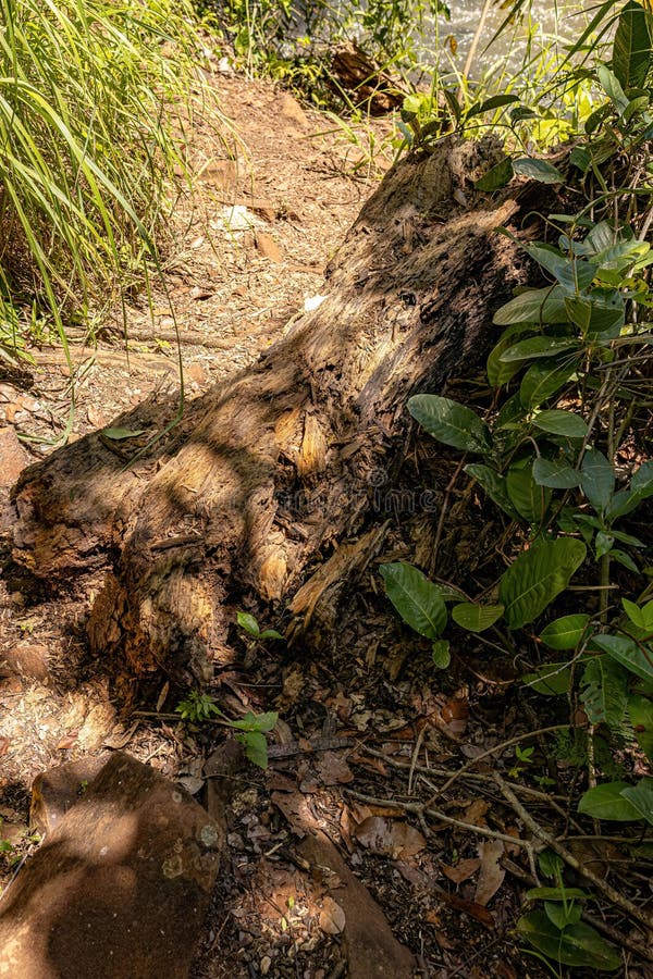 Large Tree Trunk Rotting on the Ground Stock Photo - Image of forest ...