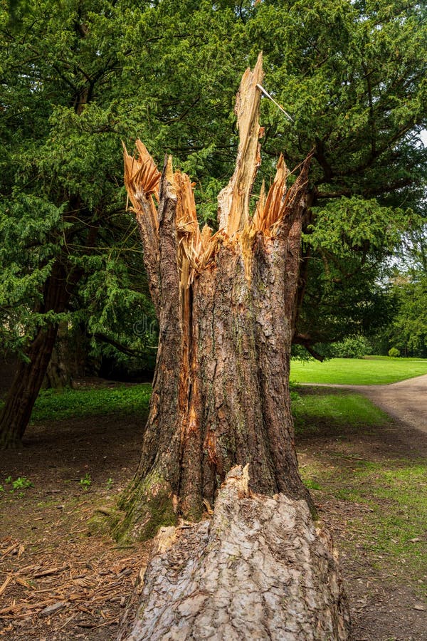 Large Tree Trunk Snapped by High Winds with Tree by the Stump Stock ...