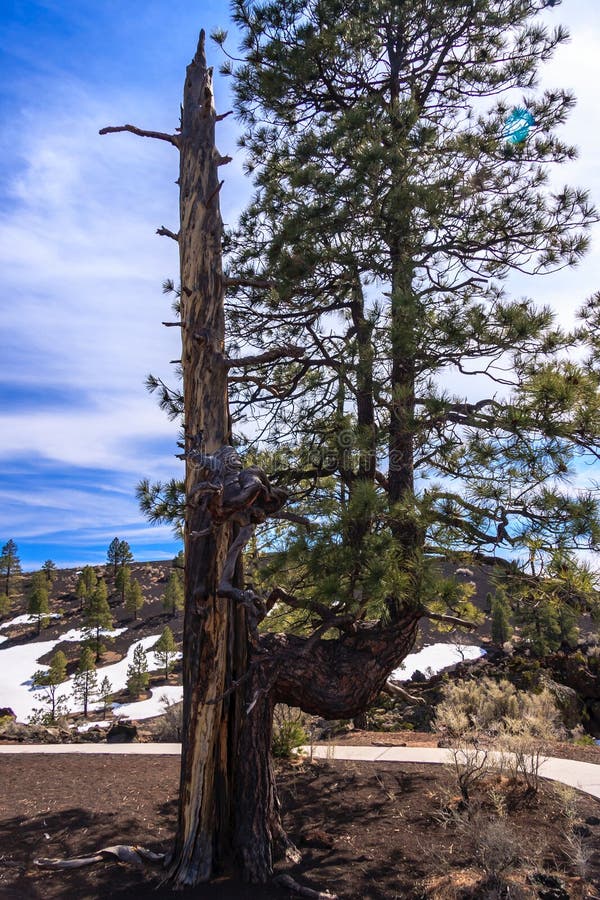 Large Tree Trunk Split Half Stock Photos - Free & Royalty-Free Stock ...