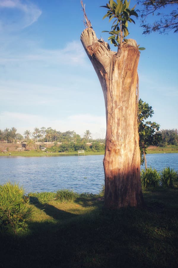 A Large Tree Trunk Standing by the Lake Stock Image - Image of kayu ...