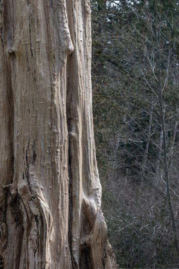 Large Tree Trunk Standing Up in the Middle of a Park Stock Photo ...