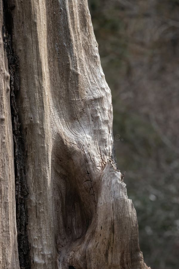 Large Tree Trunk Standing Up in the Middle of a Park Stock Image ...