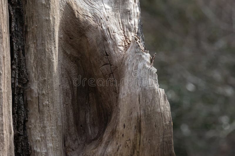 Large Tree Trunk Standing Up in the Middle of a Park Stock Photo ...