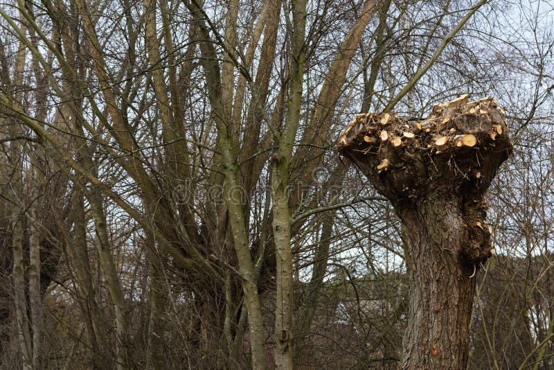 A Large Tree Trunk Stands with All of Its Branches Just Sawn Off Stock ...