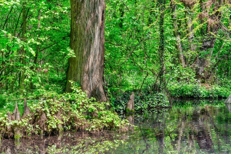 Large Tree Trunk and Stumps Reflecting in the Water of a a Lake Swamp ...