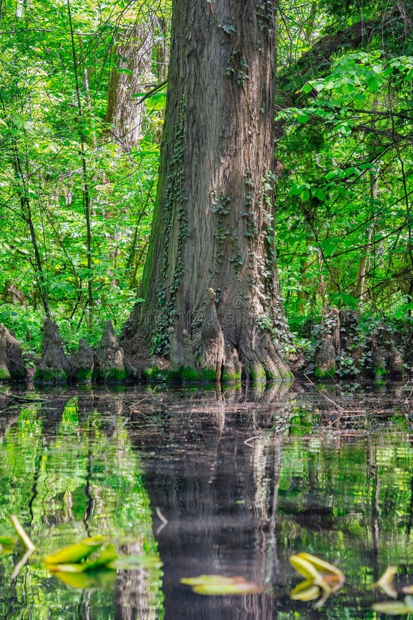 Large Tree Trunk and Stumps Reflecting in the Water of a a Lake Swamp ...