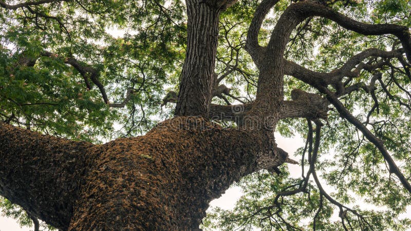 Large Tree Trunk Up Close, Looking Up at the Tree from the Ground Below ...