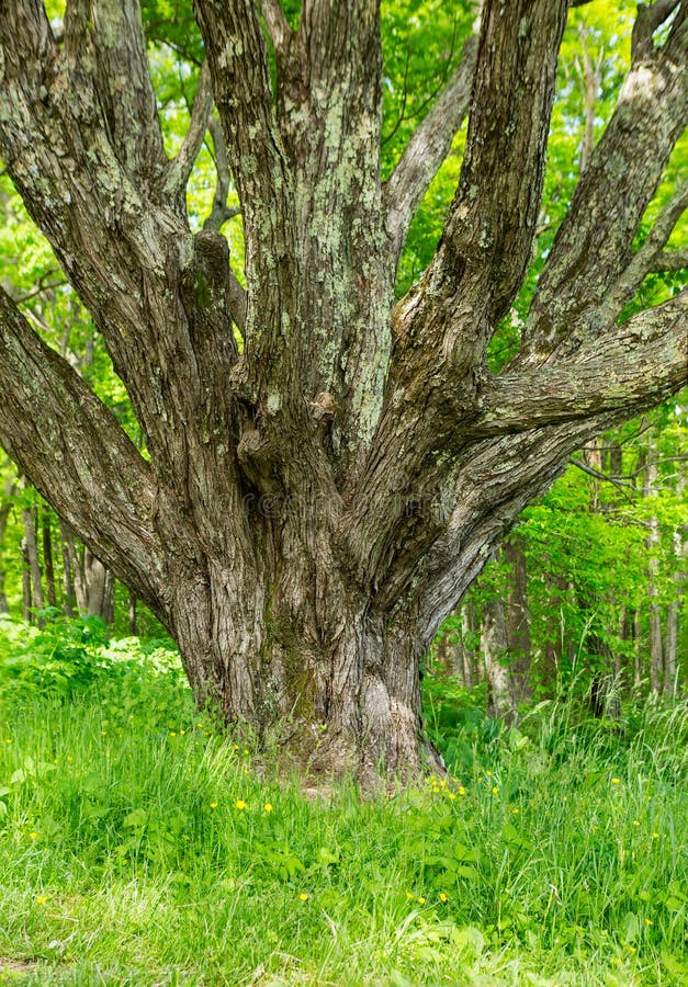 Large Tree Trunk with Wild Flowers Stock Image - Image of trees ...