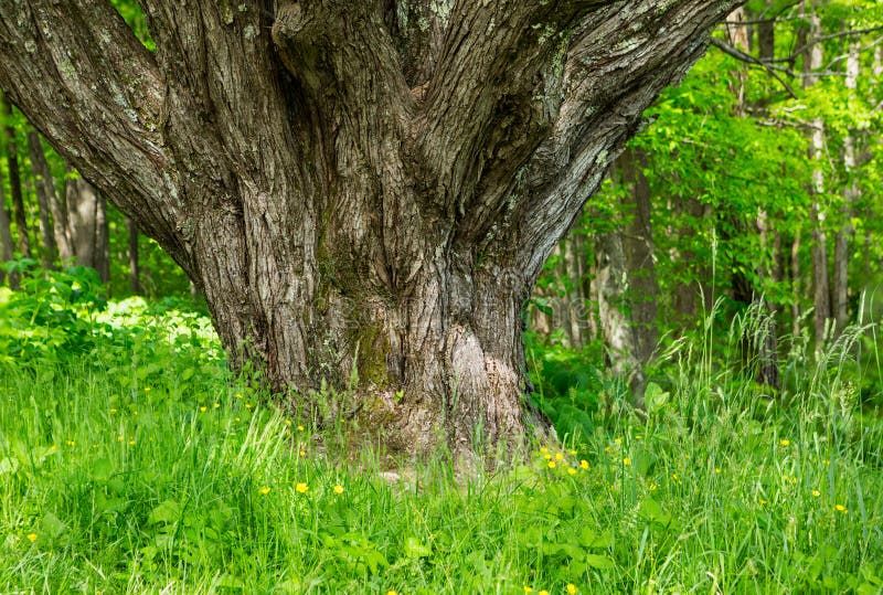 Large Tree Trunk with Wild Flowers Stock Image - Image of yellow ...