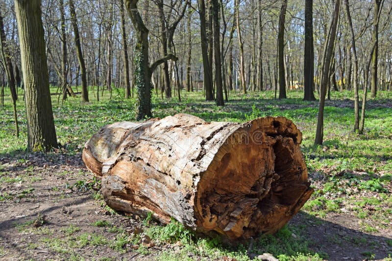 Large Tree Trunk in the Woods Stock Image - Image of timber, tree: 69560247