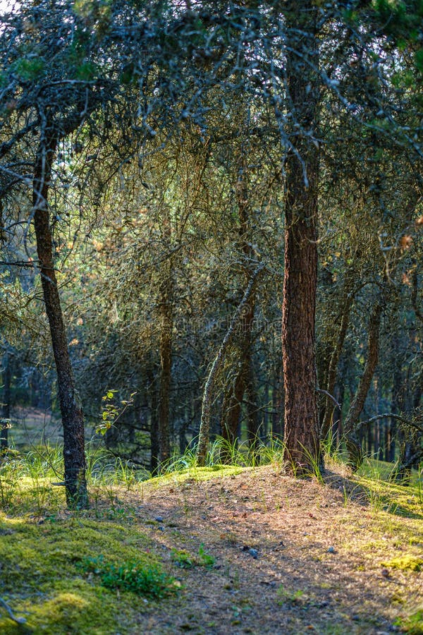 Large Tree Trunks in Green Forest Stock Image - Image of pine, trunks ...