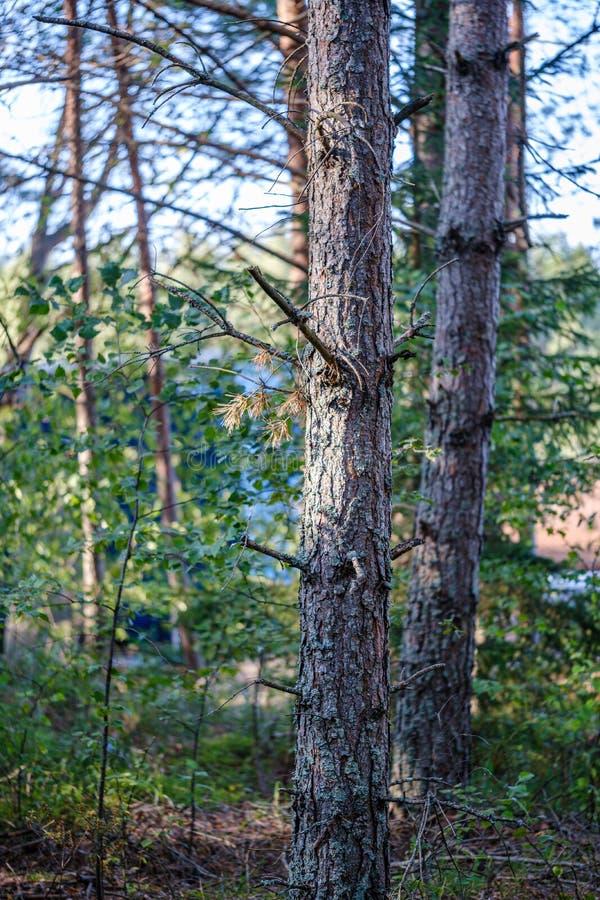 Large Tree Trunks in Green Forest Stock Photo - Image of park ...