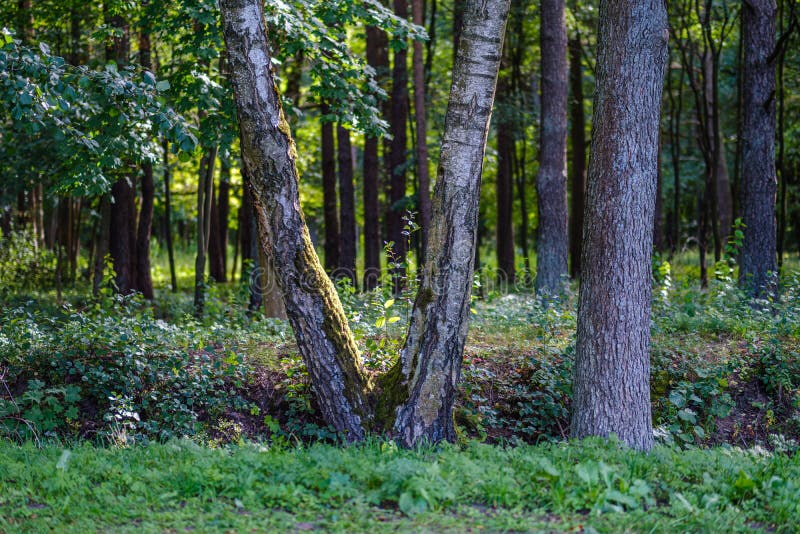 Large Tree Trunks in Green Forest Stock Image - Image of blur, forest ...