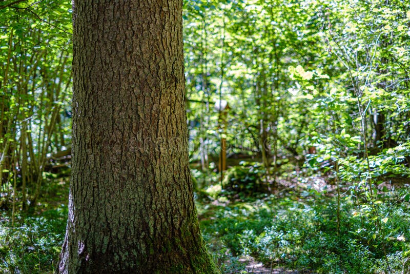 Large Tree Trunks In Green Forest Stock Image - Image of leaf, green ...